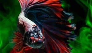 Betta Fish Eye Bulging (Causes, Symptoms, and Treatment) - Memfish dot net