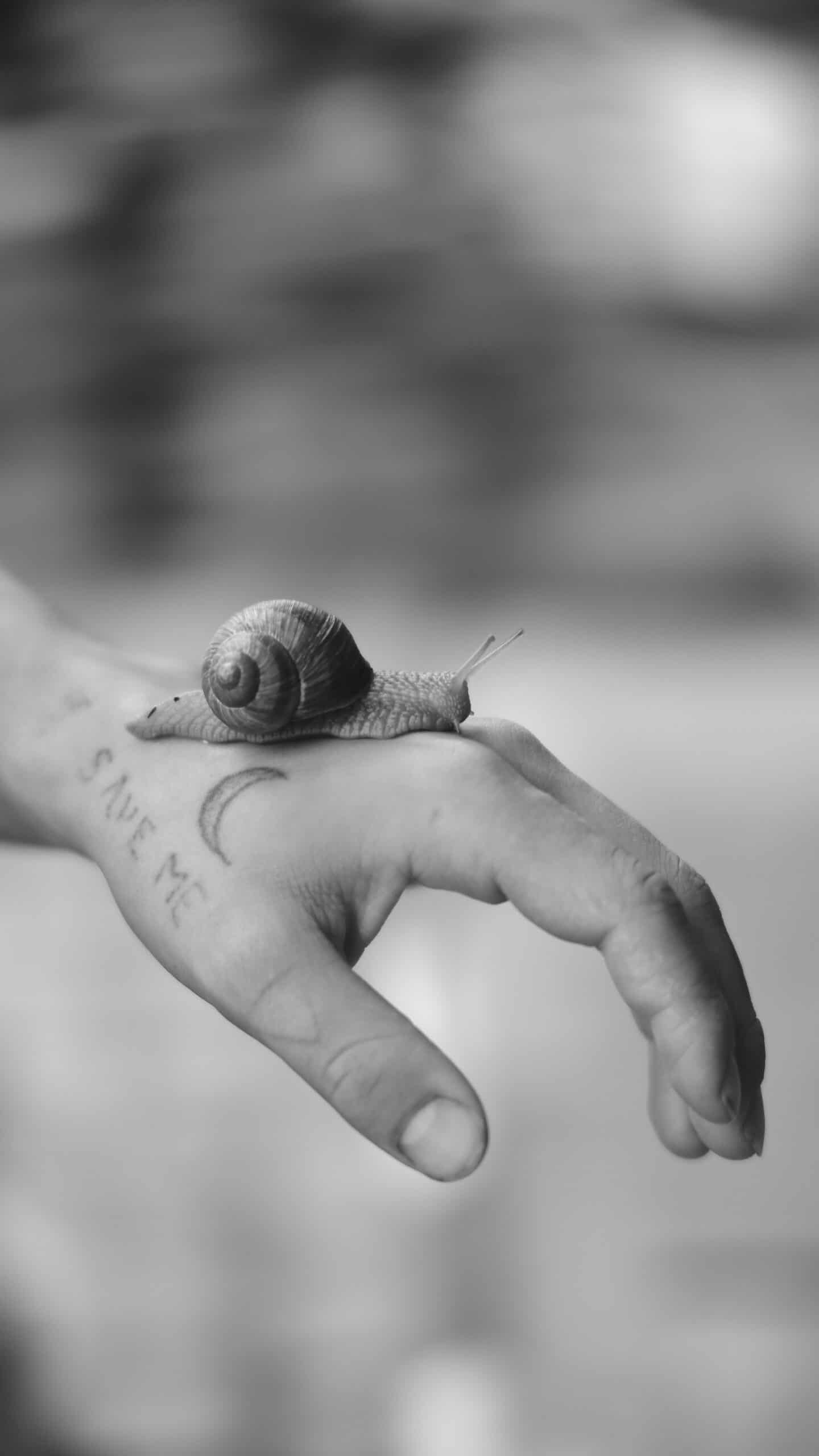 Pet Snails: Ultimate Care Guide - Memfish dot net