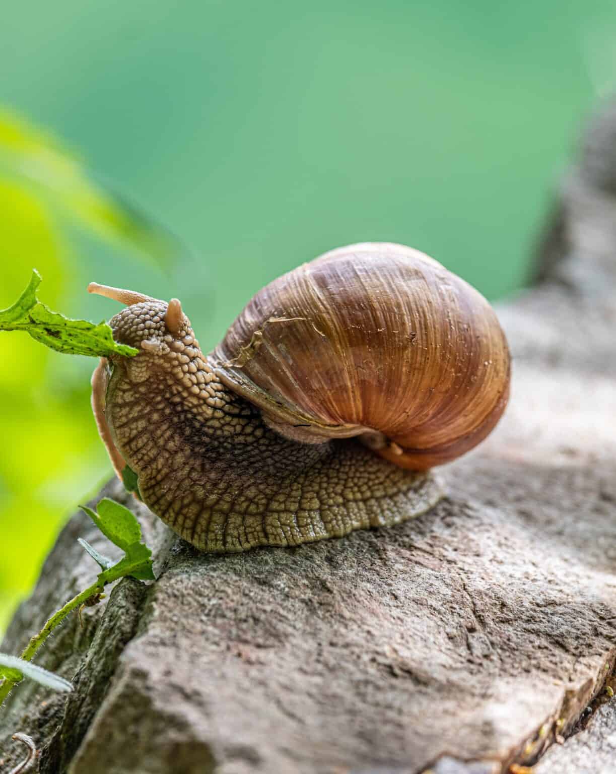 Pet Snails: Ultimate Care Guide - Memfish dot net