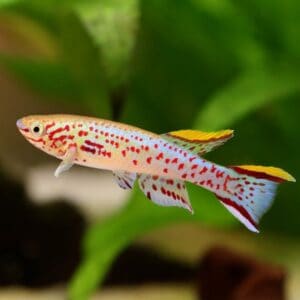 Killifish: Care, Tank, Food, Breeding & Health - Memfish dot net