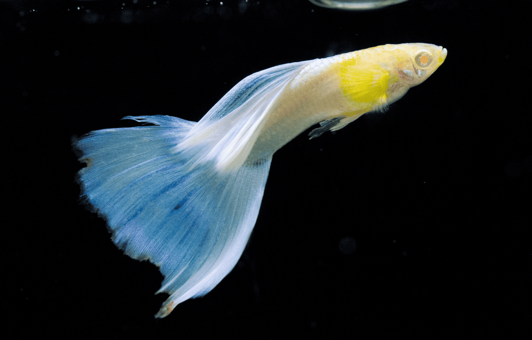 What are the Different Types of Guppy Fish? - Memfish dot net