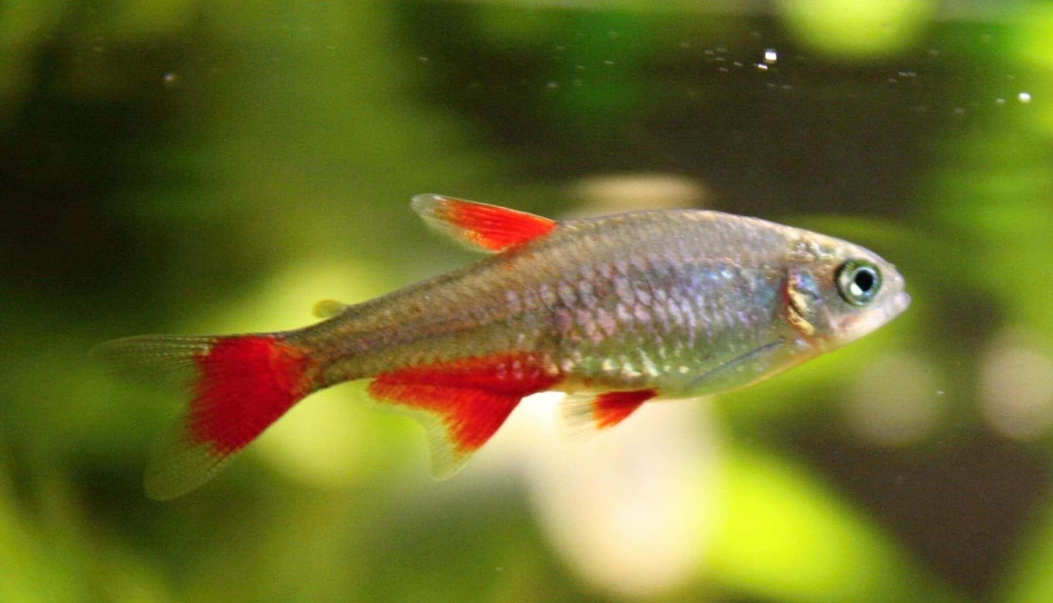Exploring the Diverse Types of Tetras - Memfish dot net