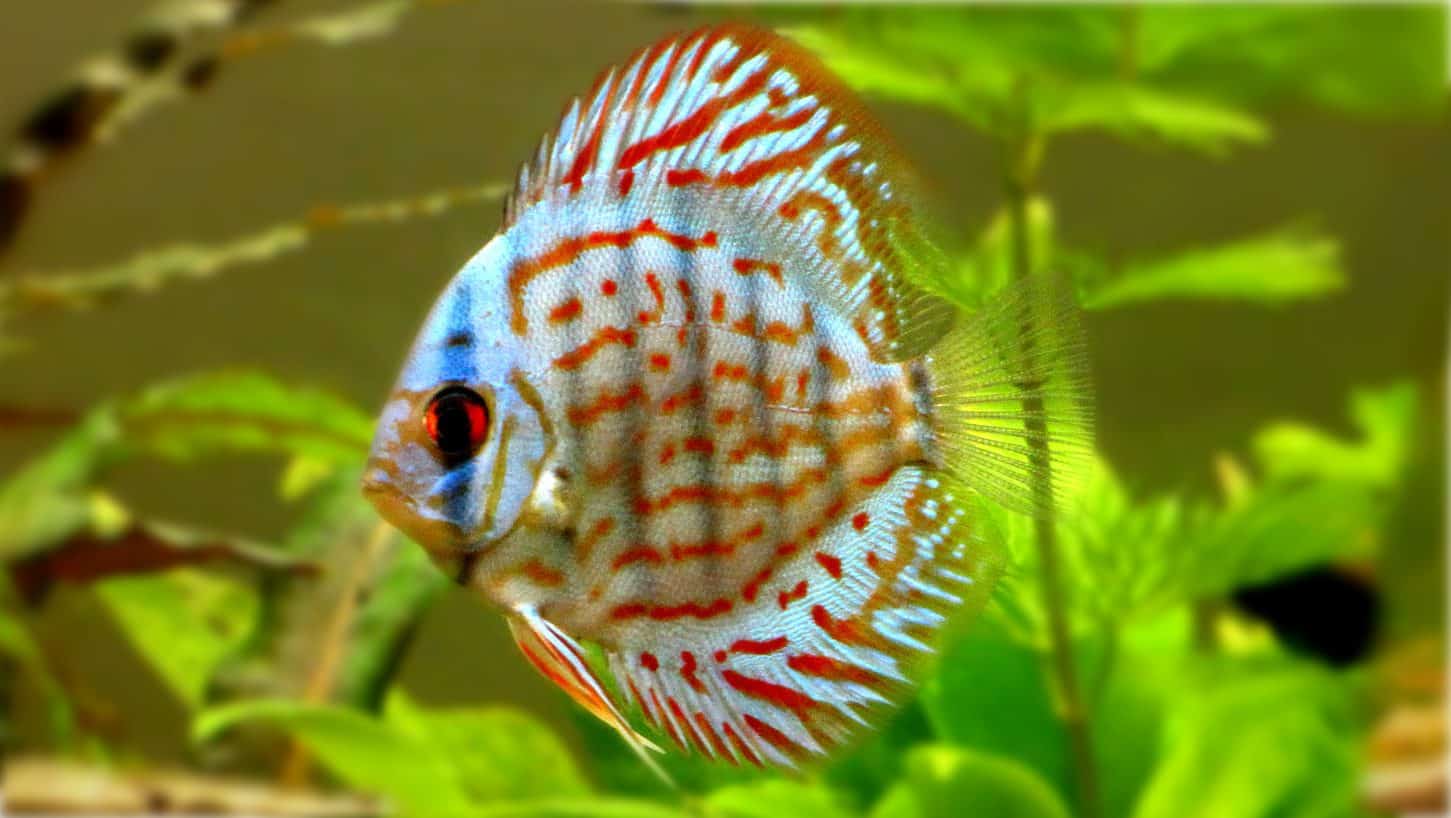 Overview of Discus Fish - Memfish dot net
