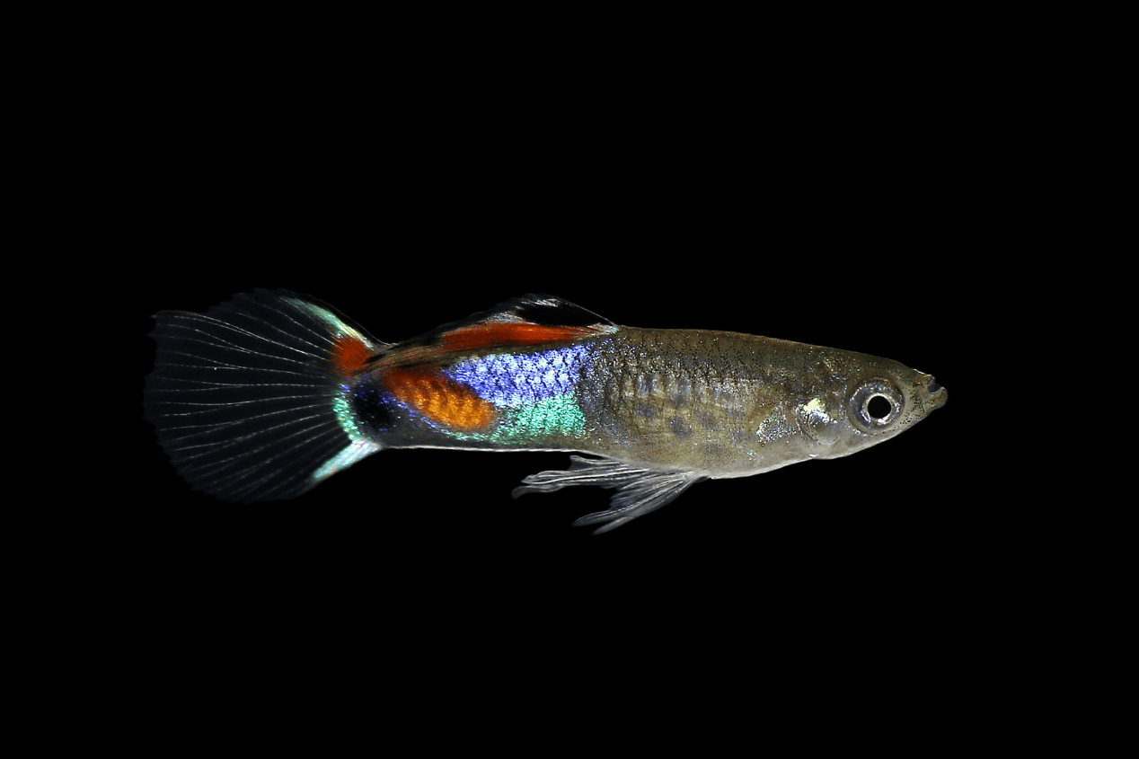 What are the Different Types of Guppy Fish? - Memfish dot net