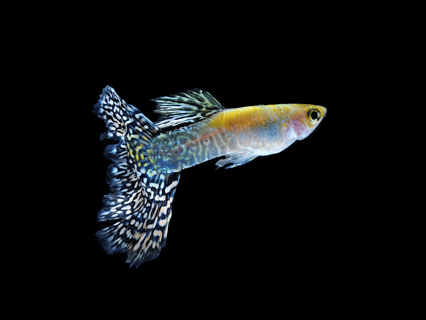 What are the Different Types of Guppy Fish? - Memfish dot net