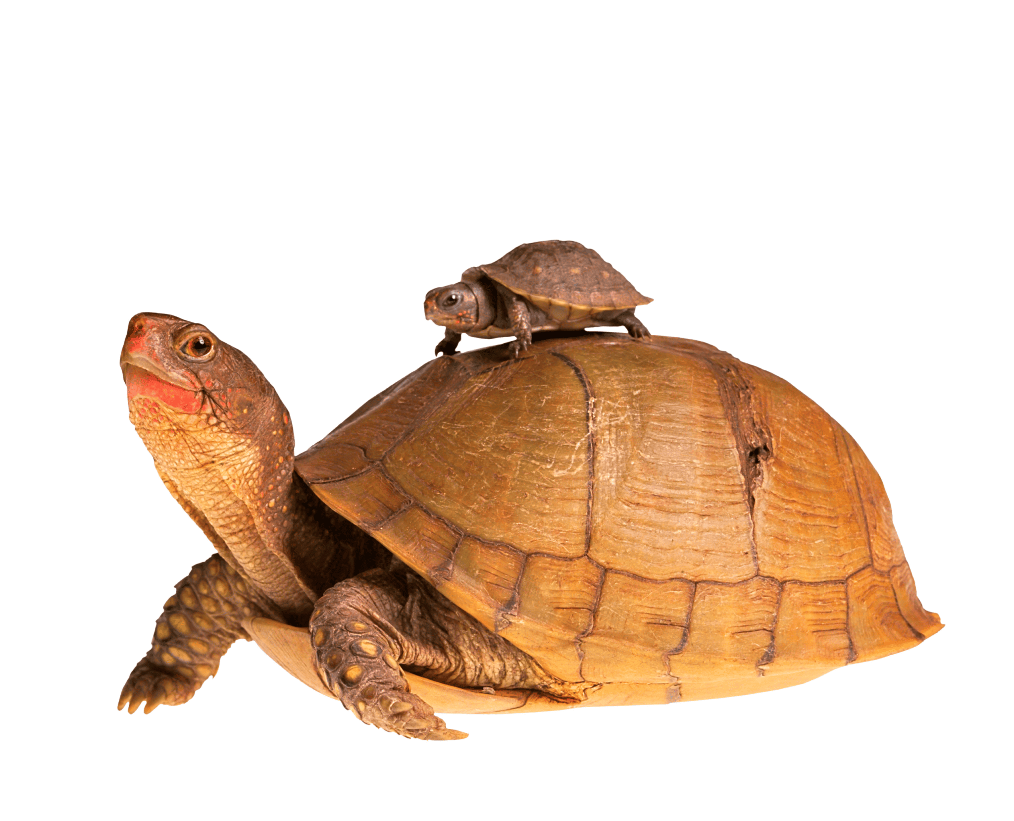 The Tiny Titans: Uncovering the World's Smallest Turtle - Memfish dot net