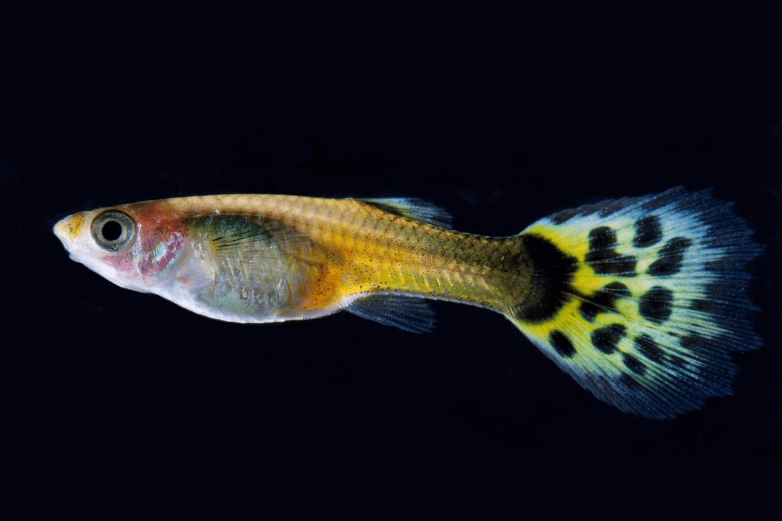How to prevent, identify and treat Columnaris in Guppy Fish? - Memfish ...