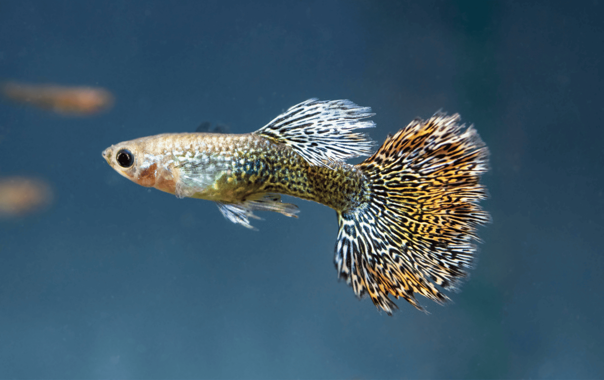 How to prevent, identify and treat Columnaris in Guppy Fish? - Memfish ...