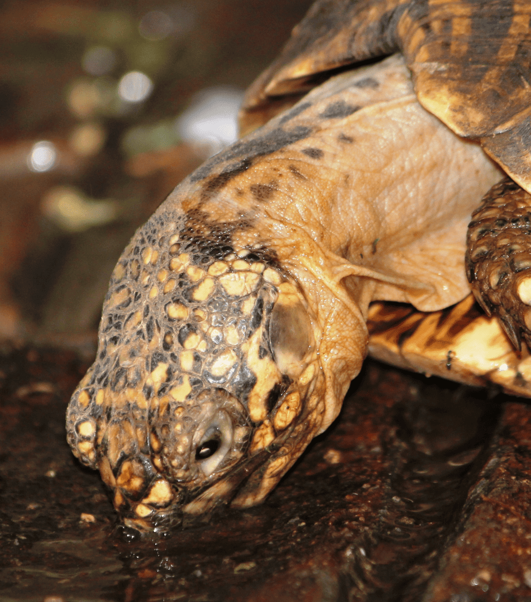 Do Turtles Really Drink Water? An In-Depth Look - Memfish dot net