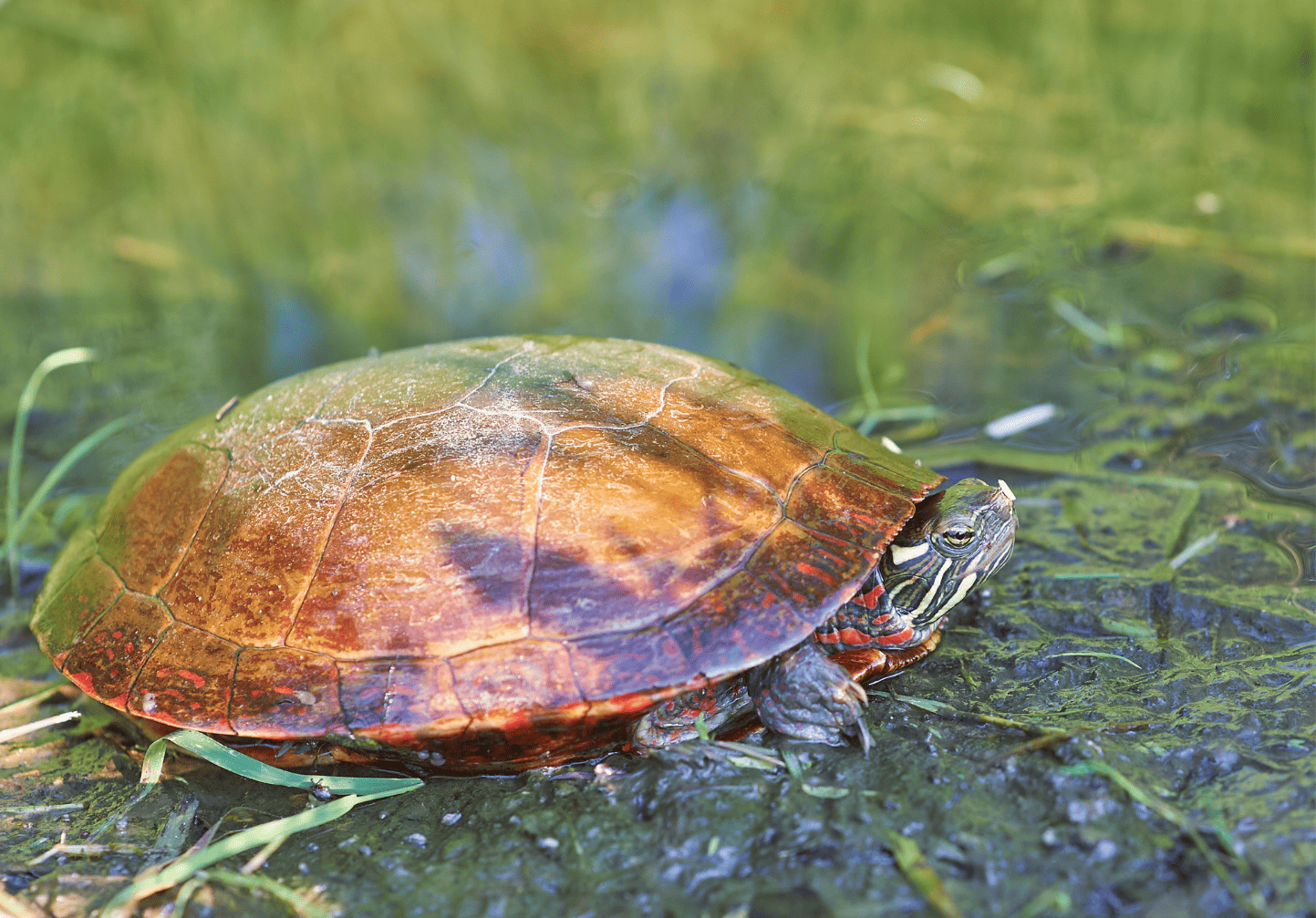 Do Turtles Really Shed Their Skin? - Memfish dot net