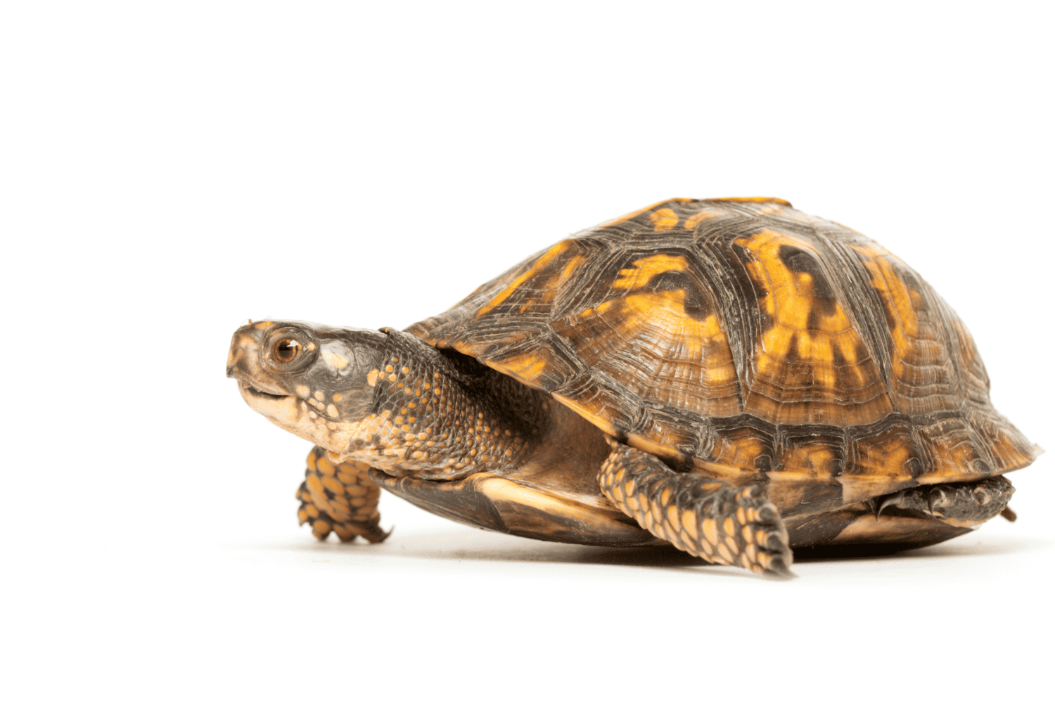 Can Box Turtles Swim? - Memfish dot net