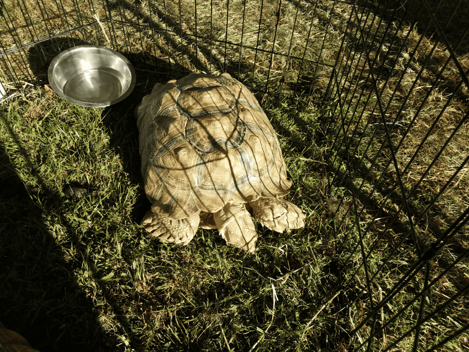 Easy DIY Tortoise Enclosure - Memfish dot net