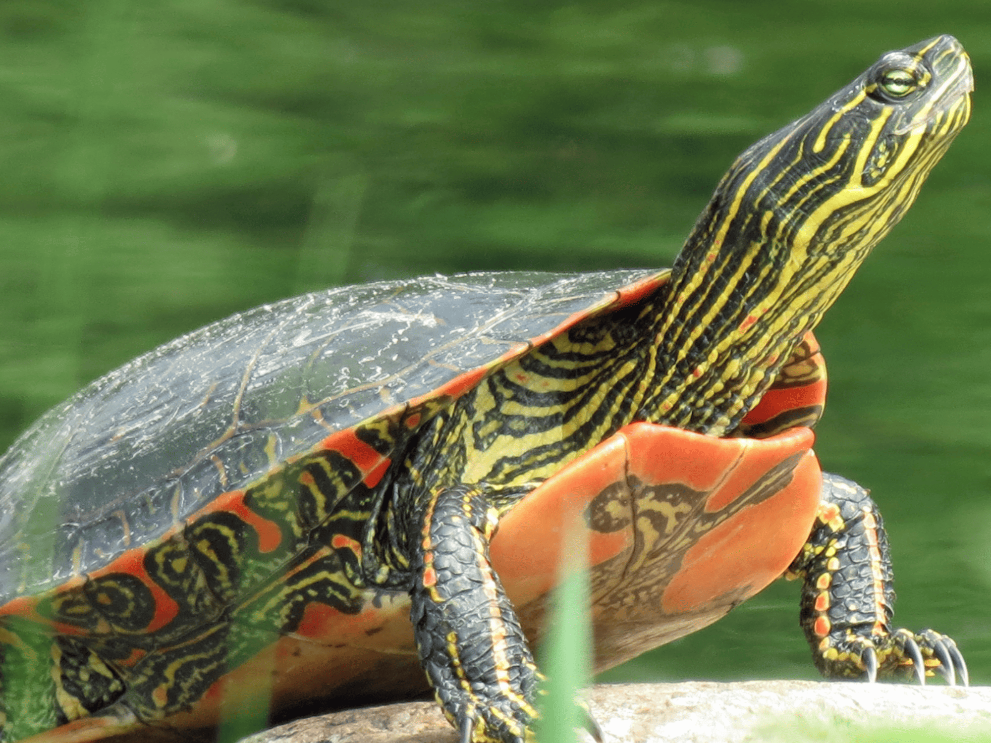 The Top Turtles for Beginner Turtle Owners - Memfish dot net