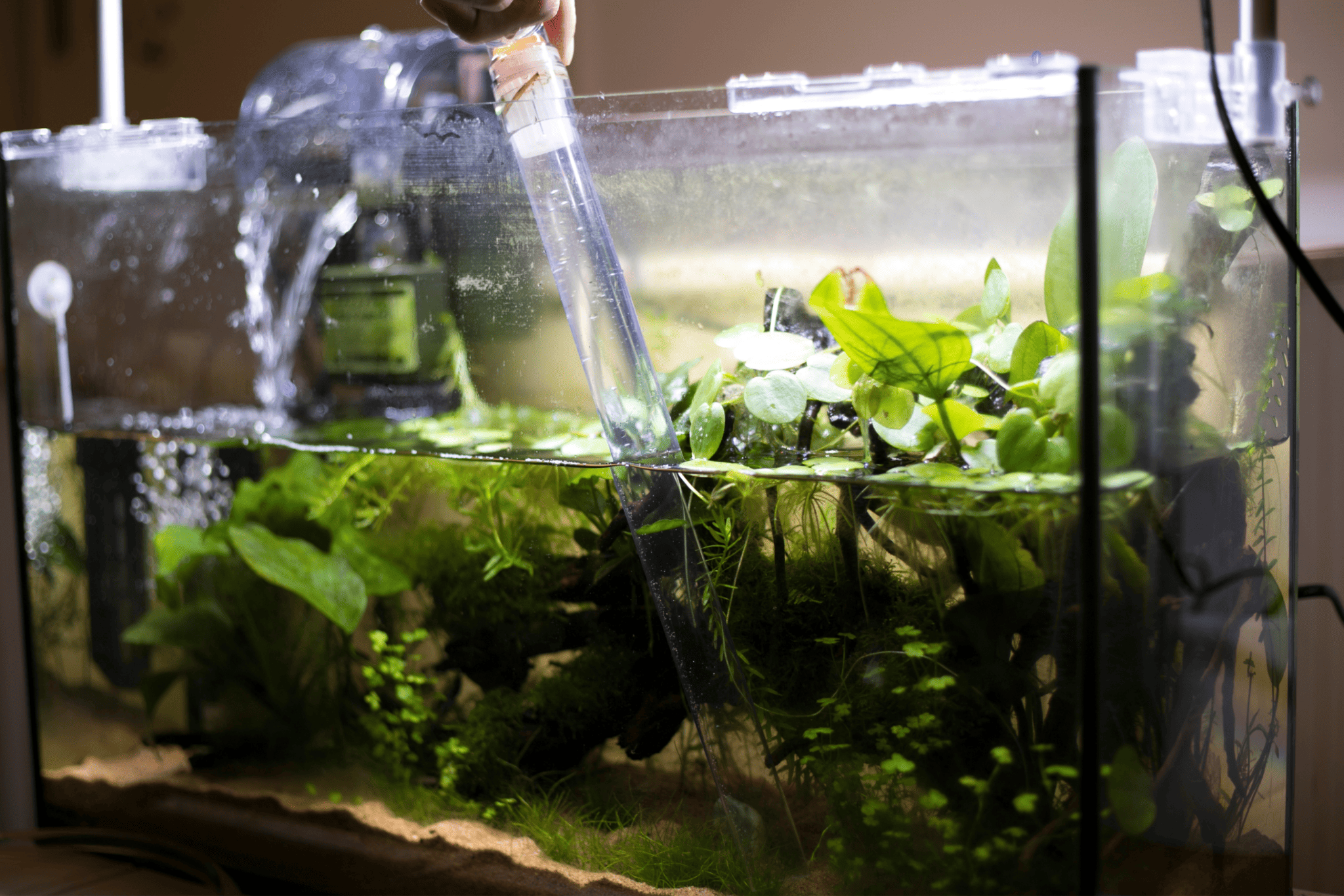 How to Clean a Fish Tank: Your Step-by-Step Guide - Memfish dot net