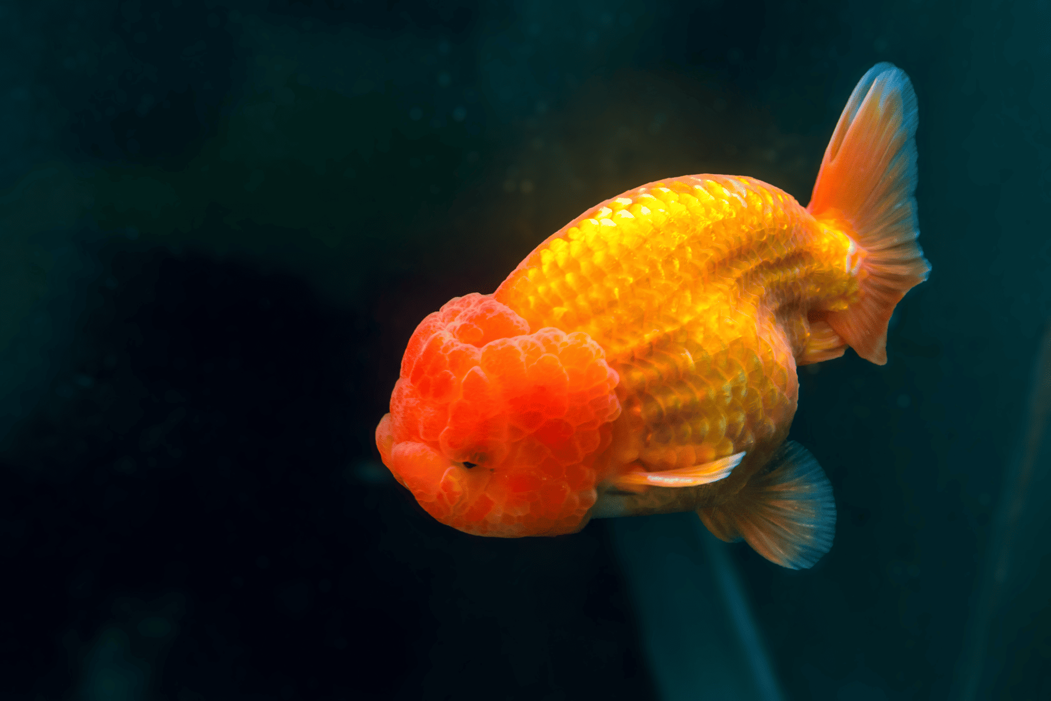 Ranchu Goldfish: An In-Depth Overview - Memfish dot net