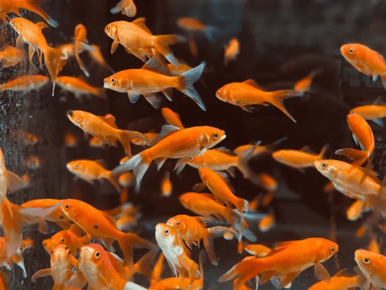 Debunking Myths: The Surprising Truth About Goldfish Memory Span ...