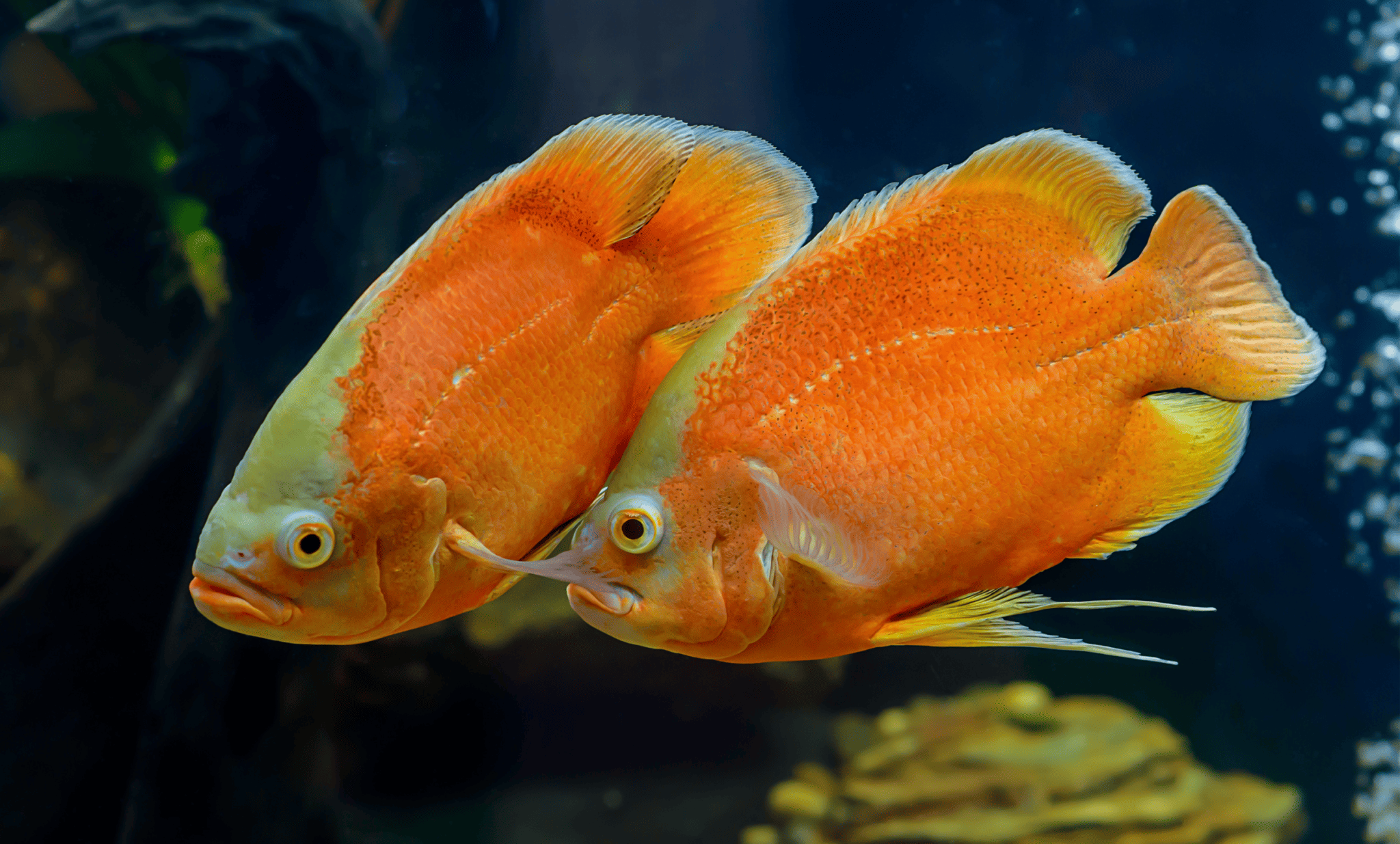 Goldfish with Big Eyes: A Comprehensive Guide to Bubble Eye Varieties ...