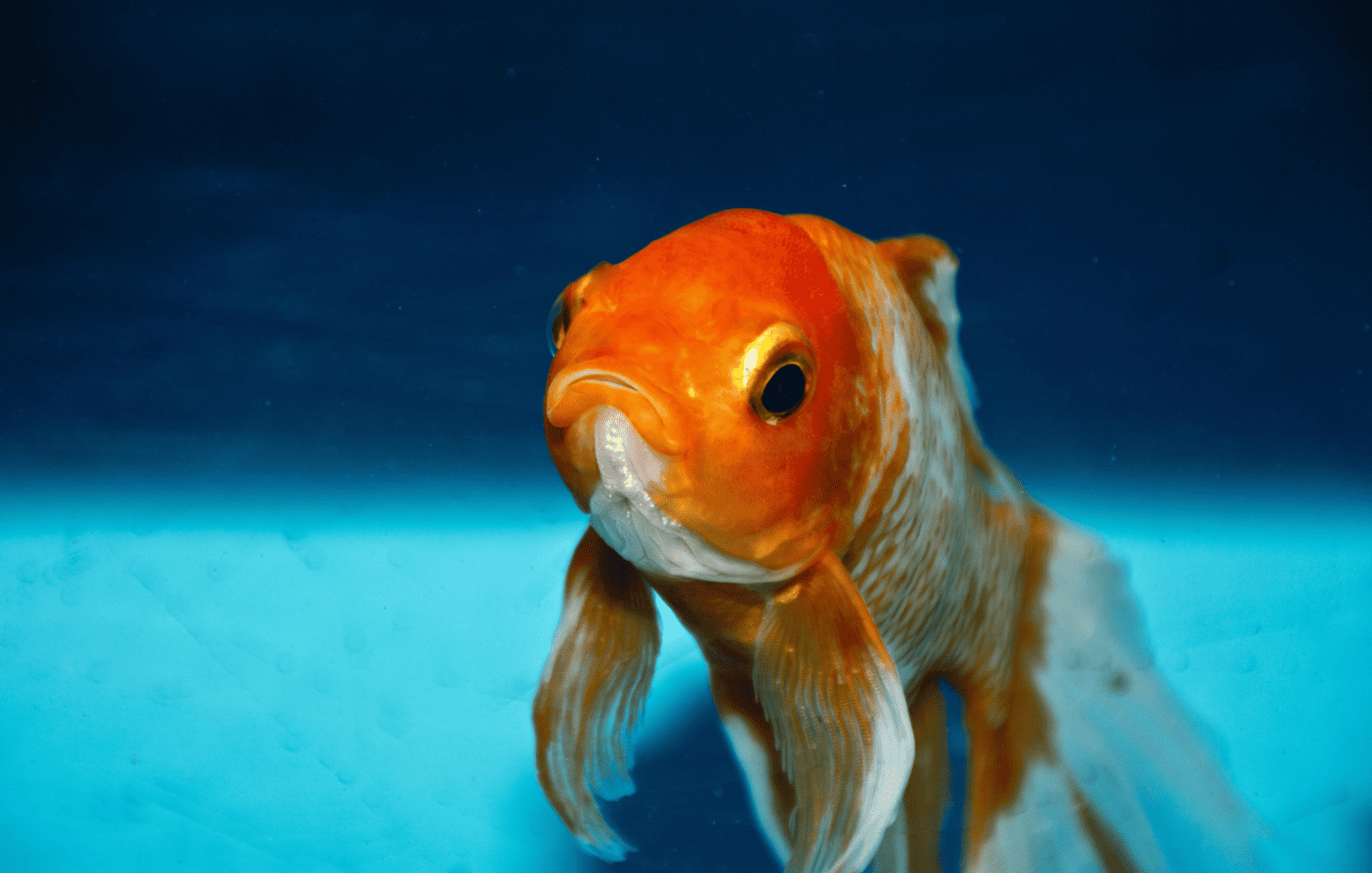 Debunking Myths: The Surprising Truth About Goldfish Memory Span ...