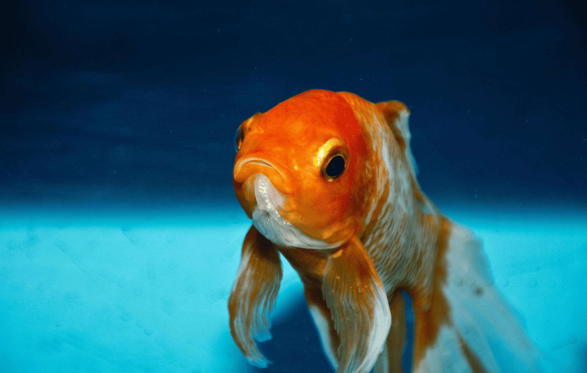 Debunking Myths: The Surprising Truth About Goldfish Memory Span ...
