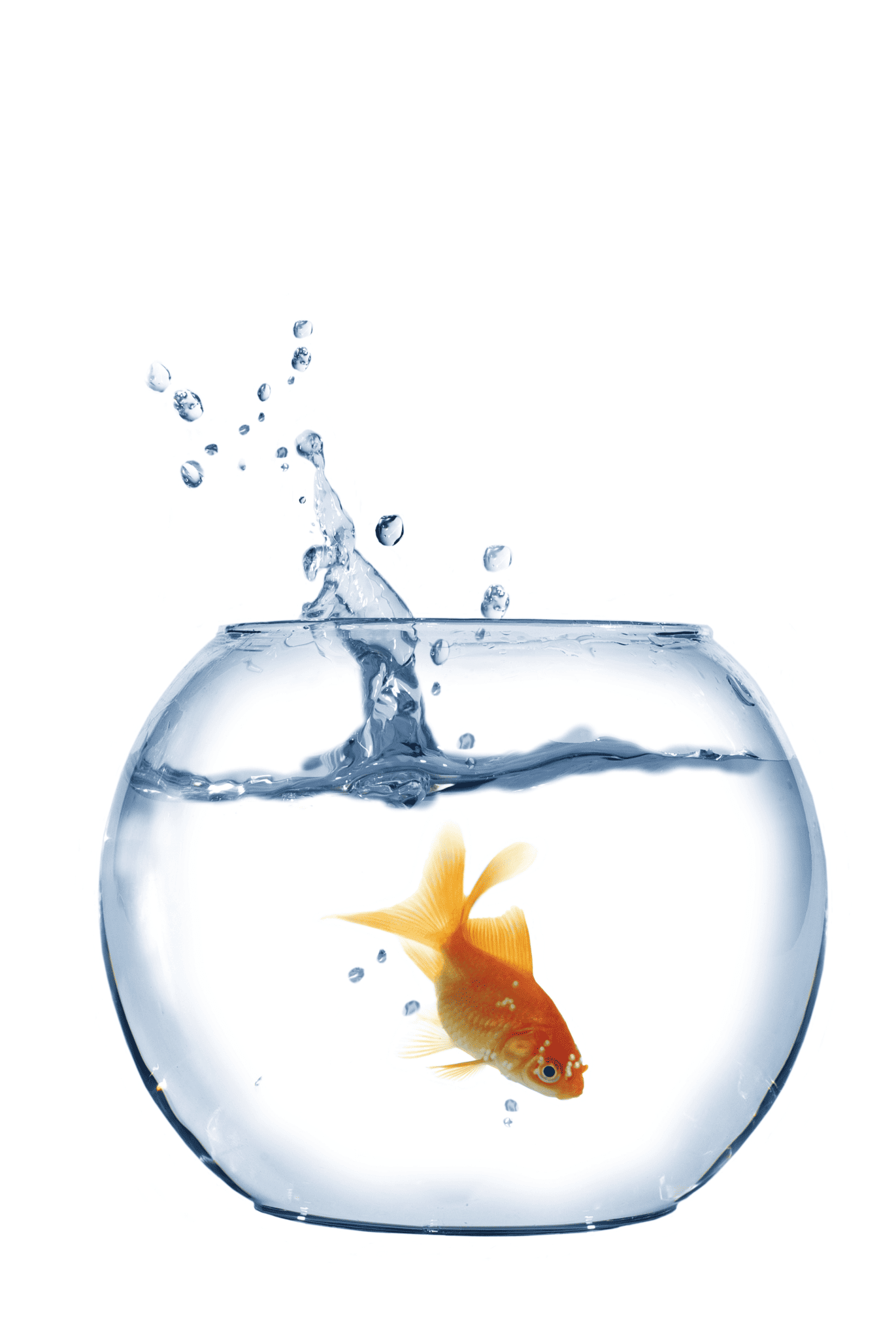 Goldfish Poop: Essential Facts and Care Tips - Memfish dot net