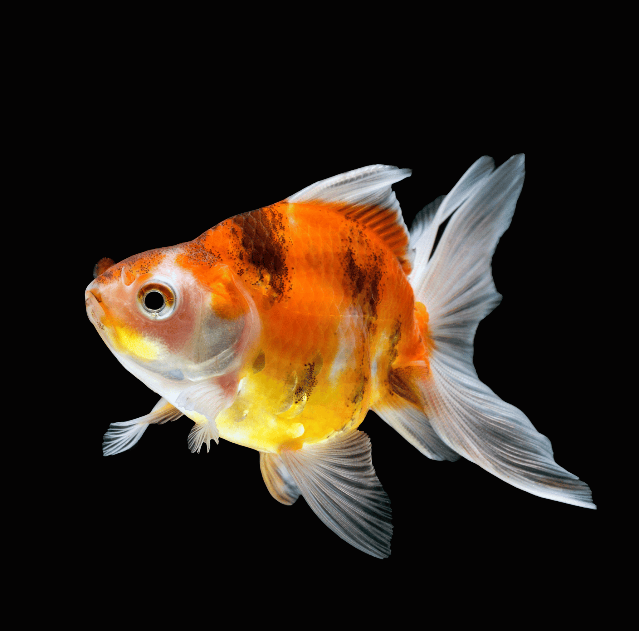 What Fish Can Live with Goldfish: A Comprehensive Guide for Compatible ...