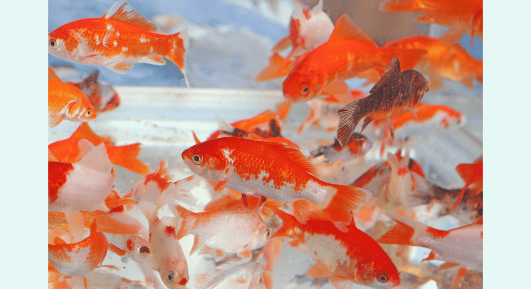 Goldfish Types: A Comprehensive Guide to Popular Varieties - Memfish ...