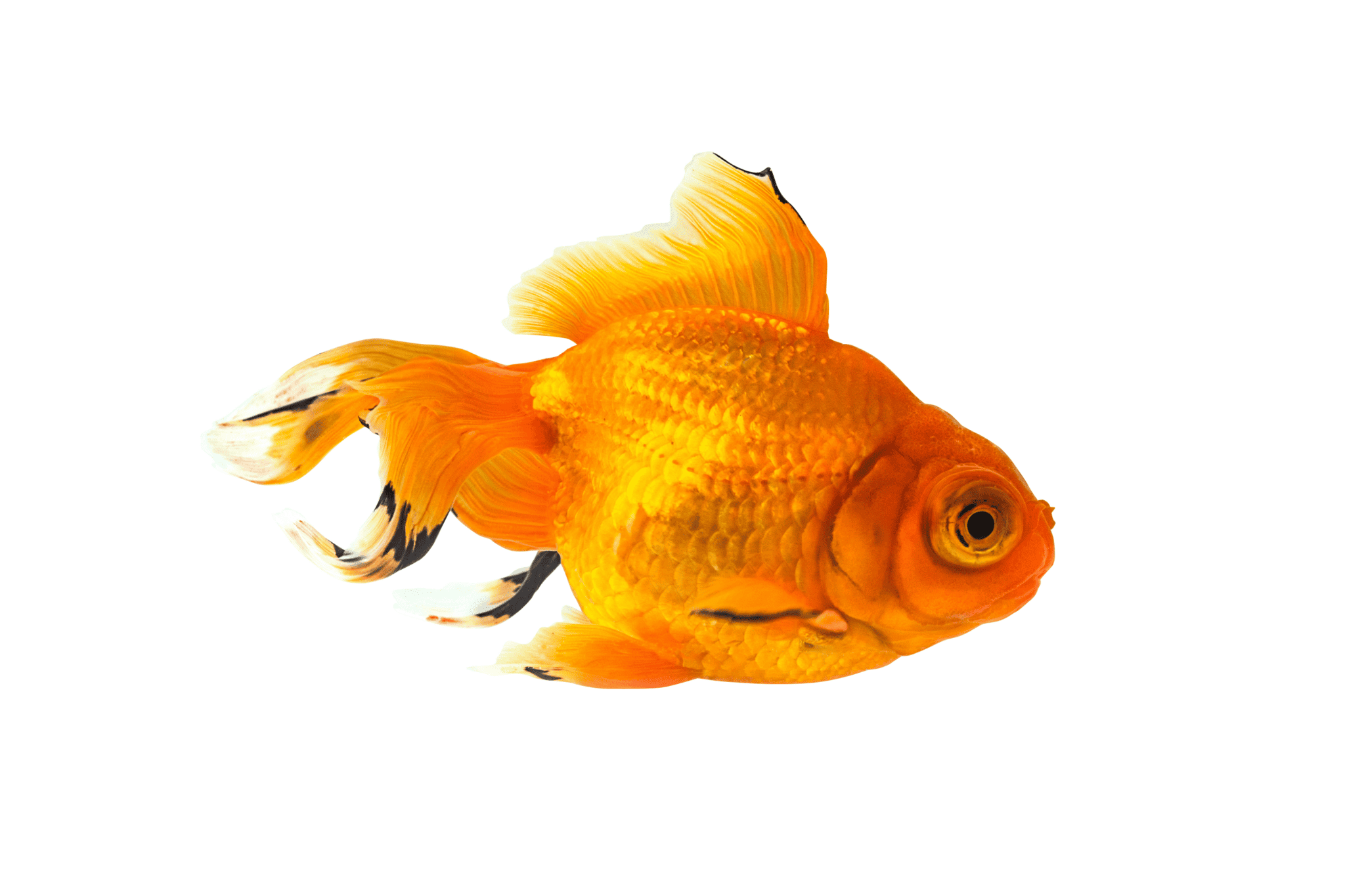 Goldfish with Big Eyes: A Comprehensive Guide to Bubble Eye Varieties ...
