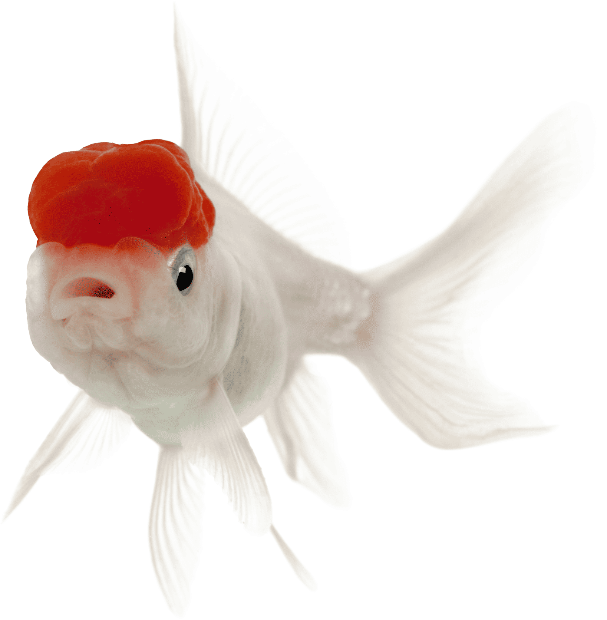 Lionhead Goldfish: Comprehensive Care and Maintenance Guide - Memfish ...
