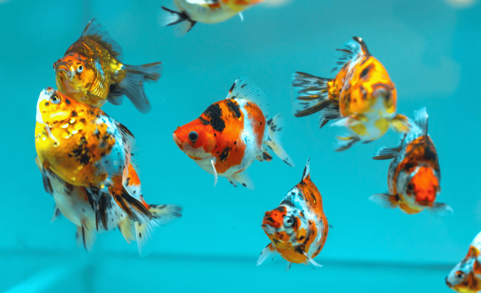 Goldfish Types: A Comprehensive Guide to Popular Varieties - Memfish ...