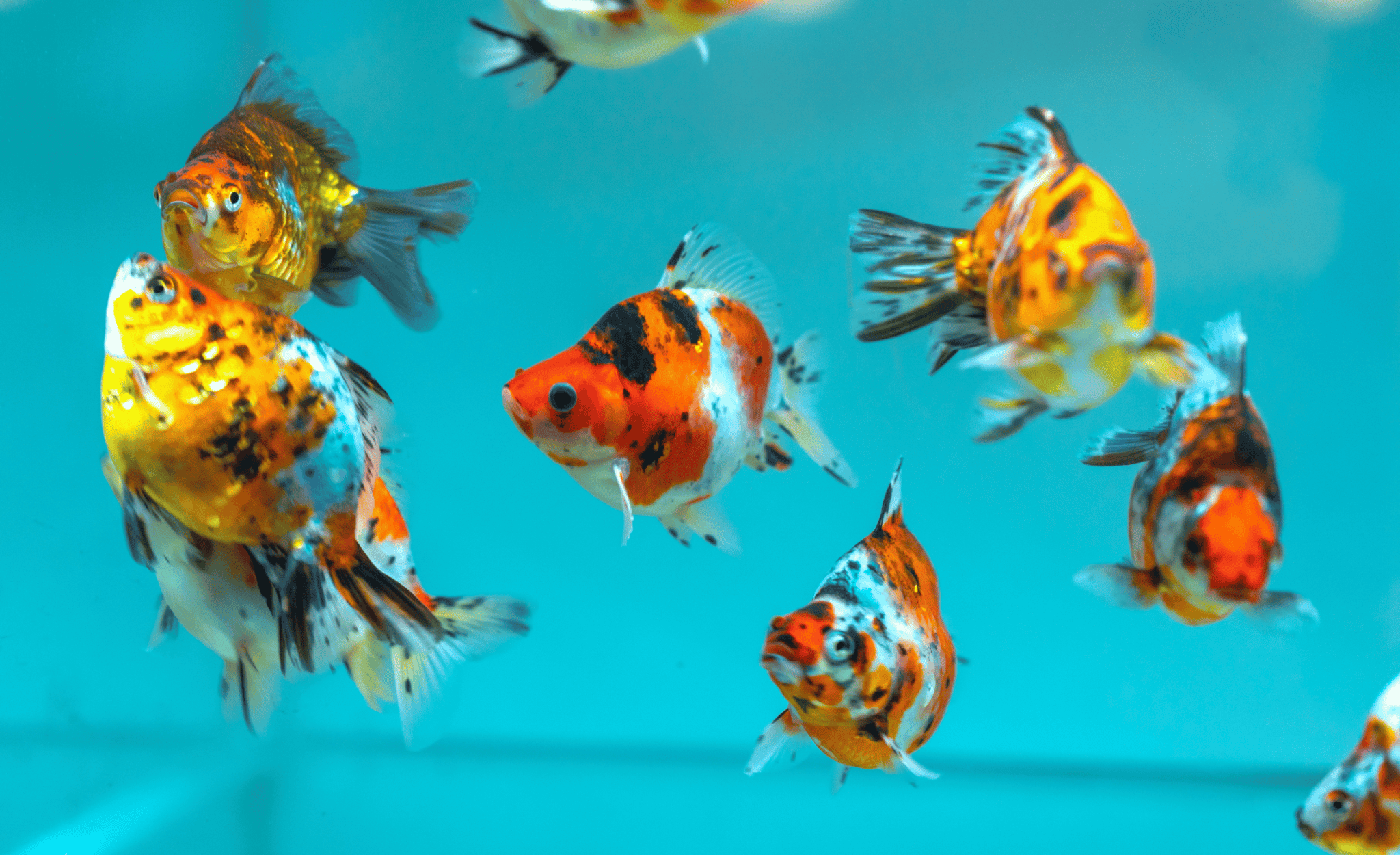 Goldfish Types: A Comprehensive Guide to Popular Varieties - Memfish ...