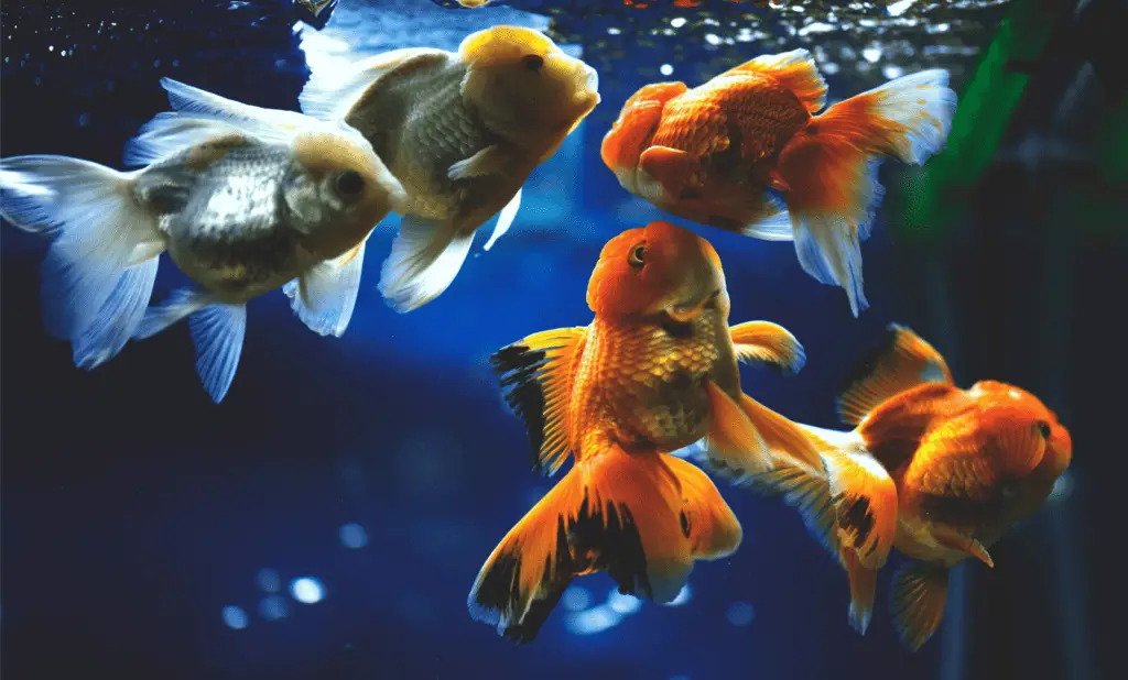 Oranda Goldfish: Essential Care Tips and Fascinating Facts - Memfish ...