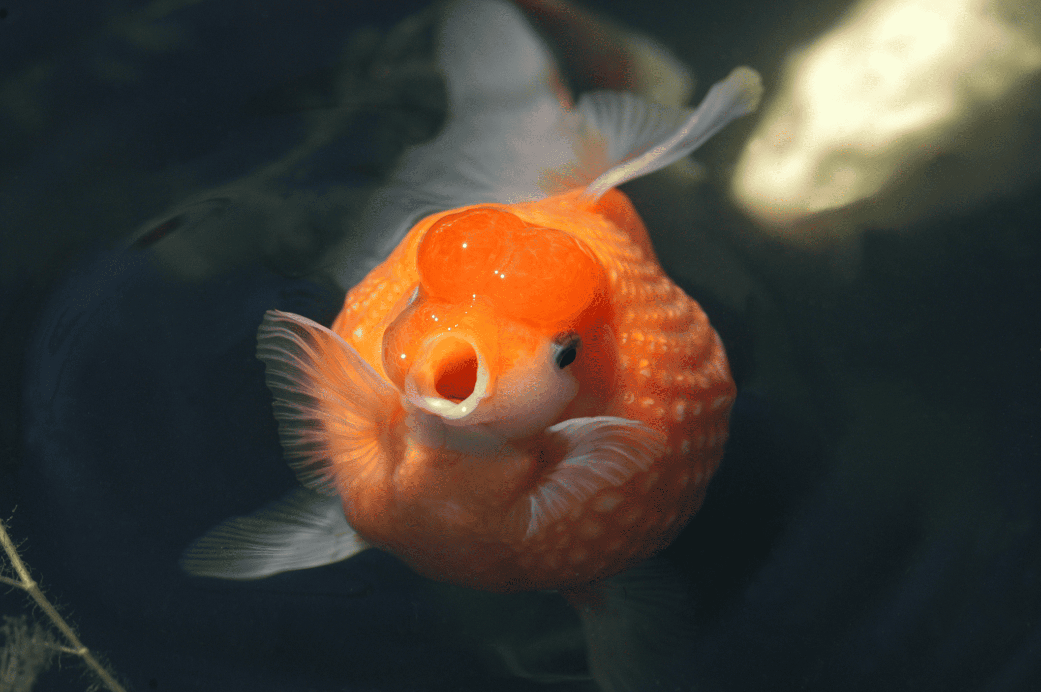 Fat Goldfish: Essential Care and Feeding Tips - Memfish dot net