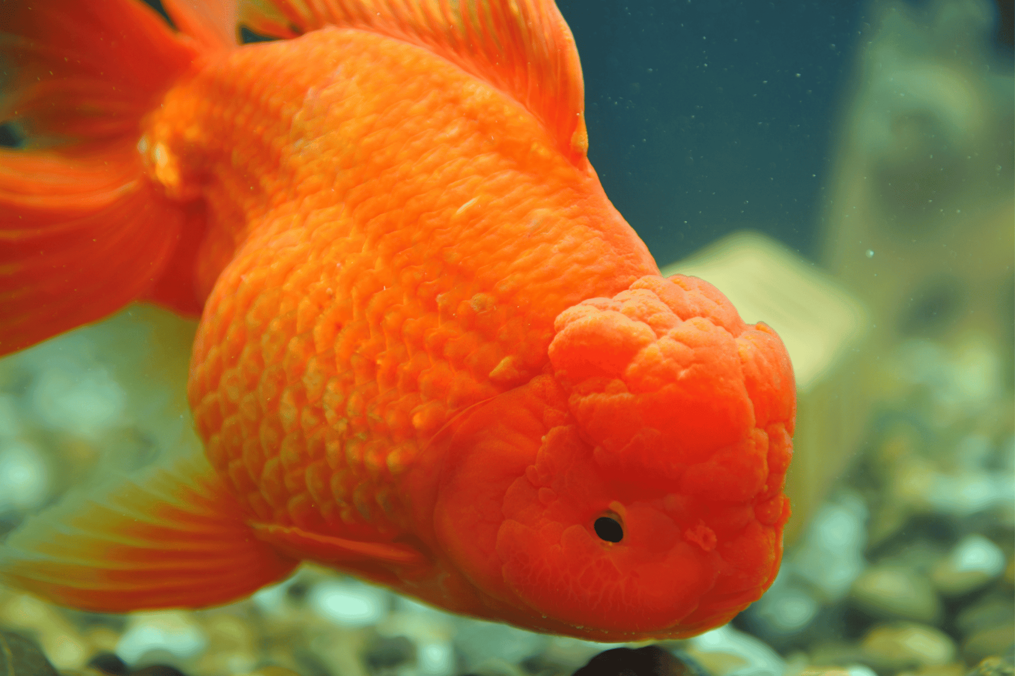 Fat Goldfish: Essential Care and Feeding Tips - Memfish dot net