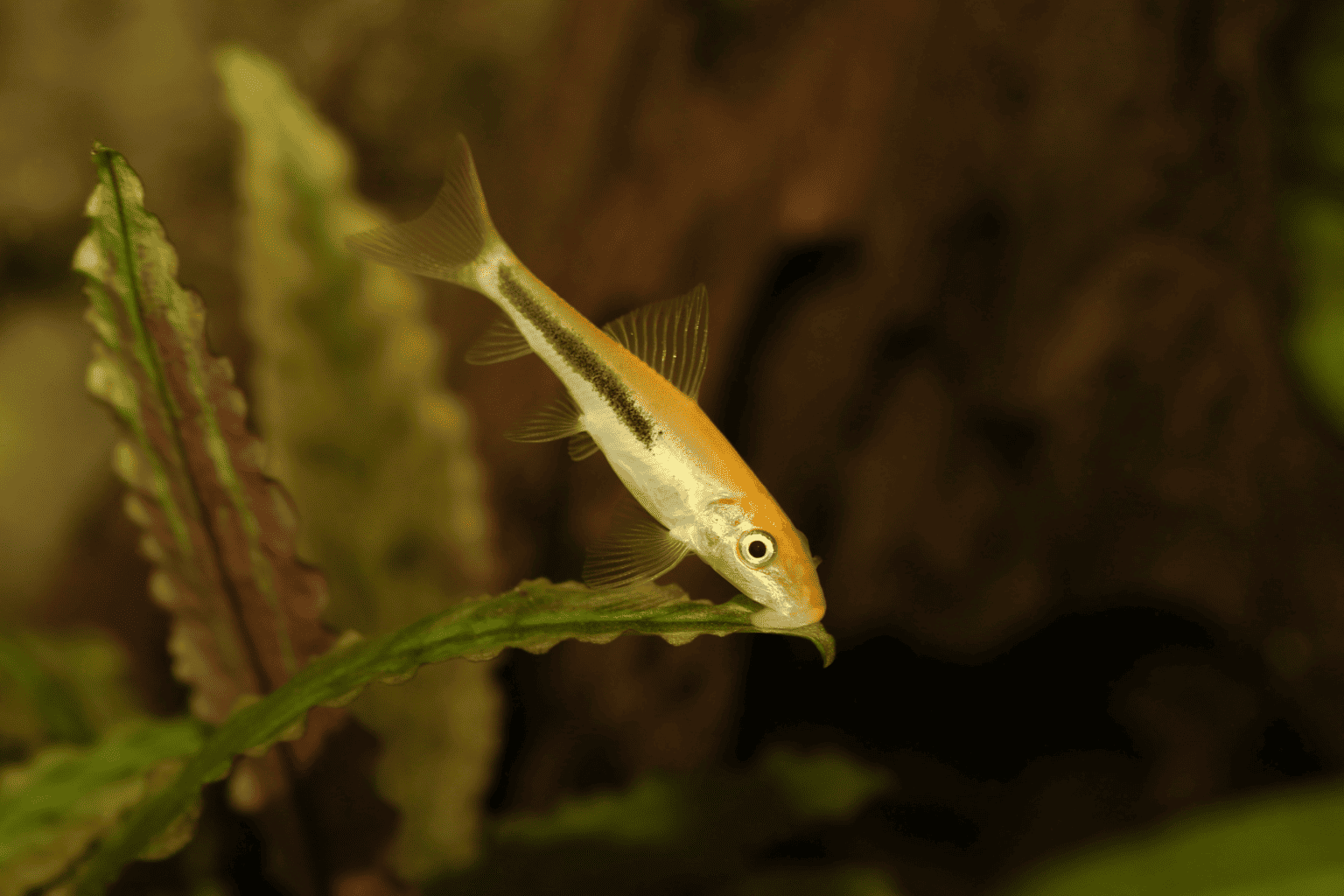 Your Complete Guide to the Chinese Algae Eater - Memfish dot net
