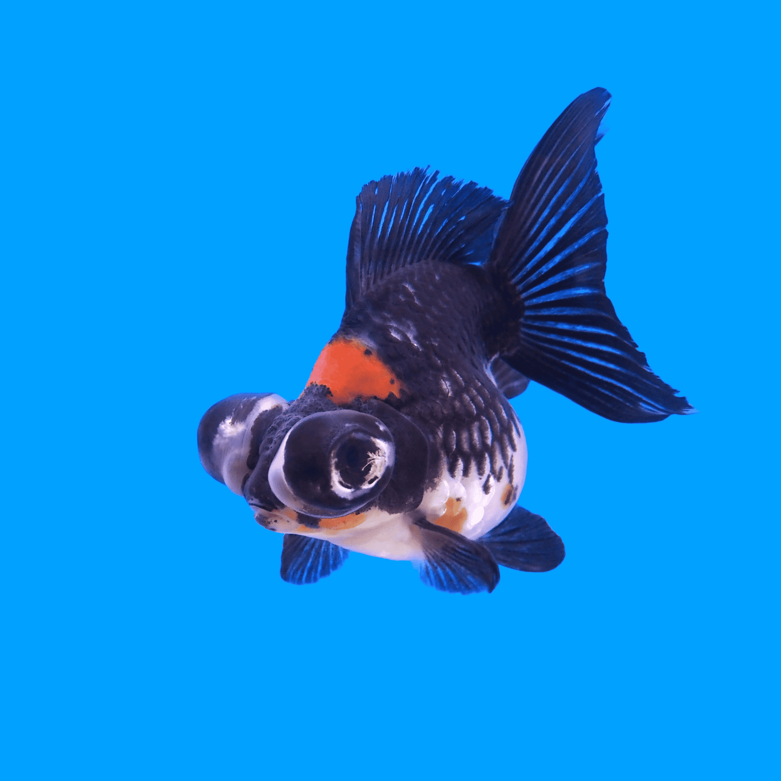 Goldfish with Big Eyes: A Comprehensive Guide to Bubble Eye Varieties ...