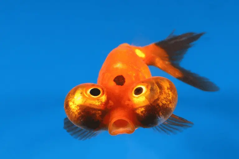 Goldfish with Big Eyes: A Comprehensive Guide to Bubble Eye Varieties ...