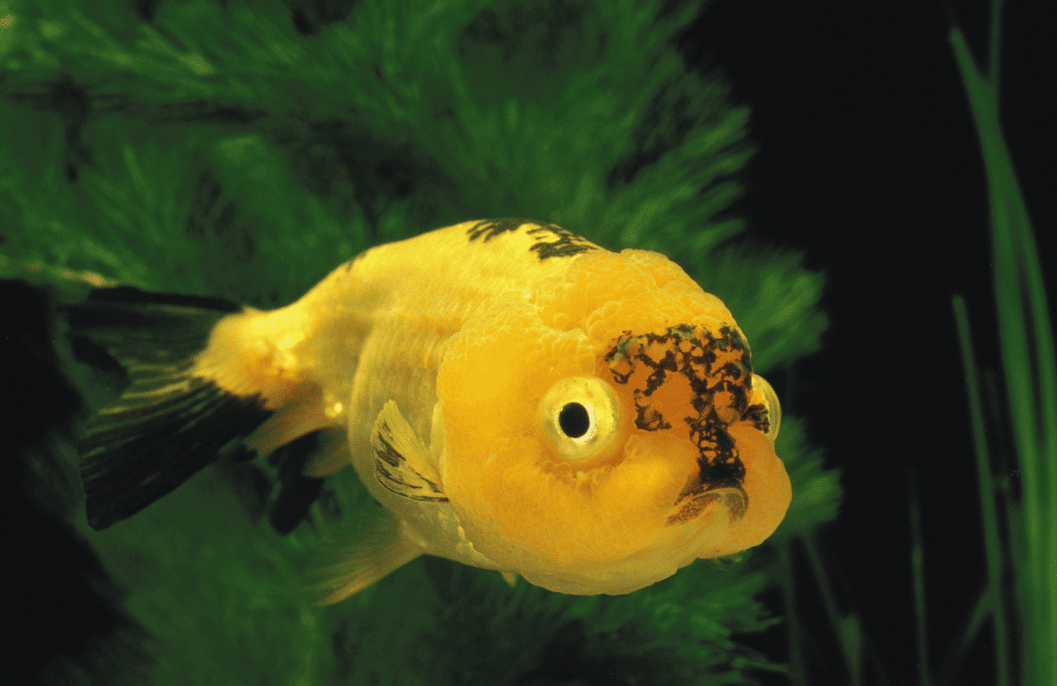 Goldfish with Big Eyes: A Comprehensive Guide to Bubble Eye Varieties ...
