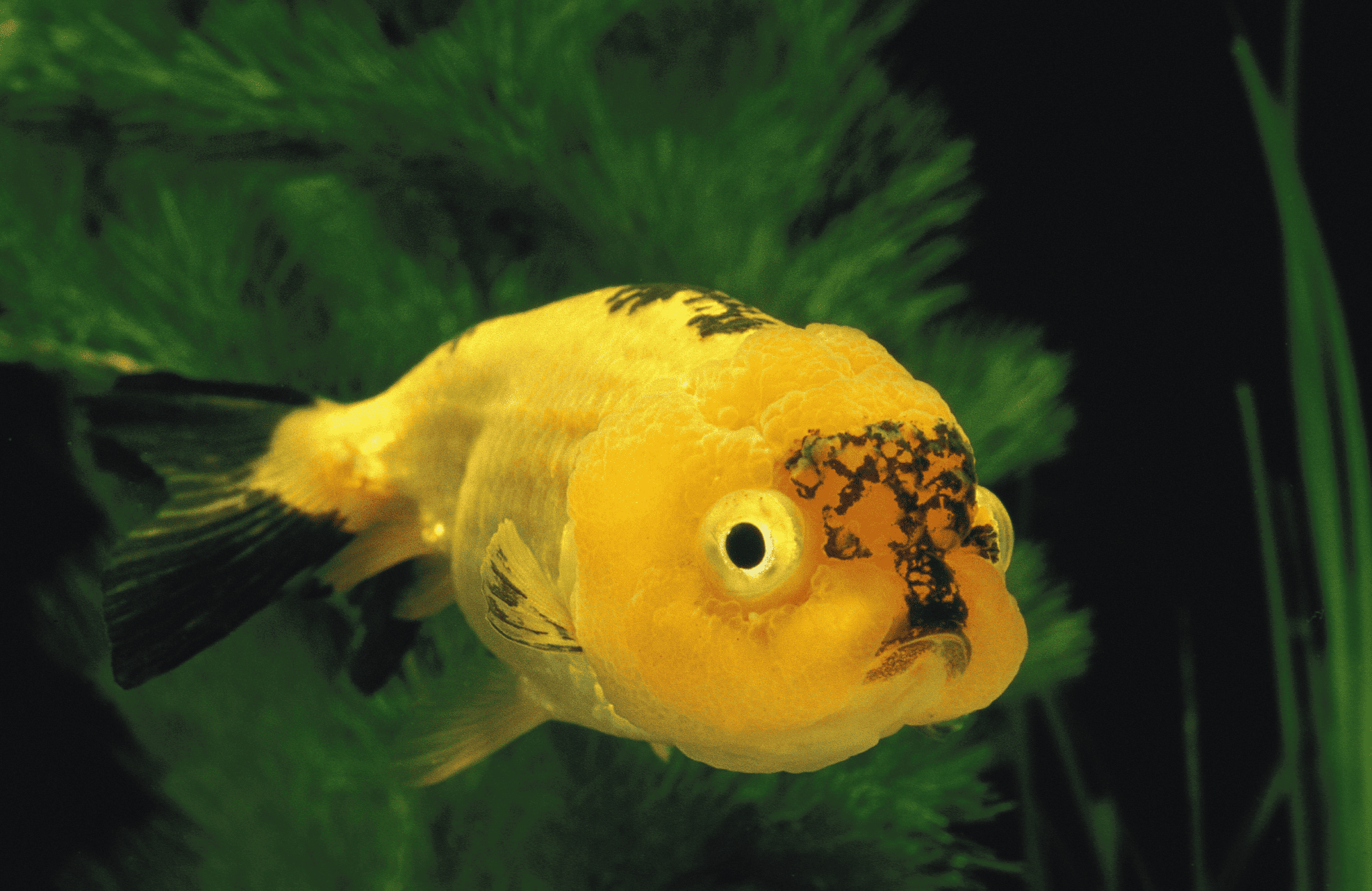 Goldfish with Big Eyes: A Comprehensive Guide to Bubble Eye Varieties ...