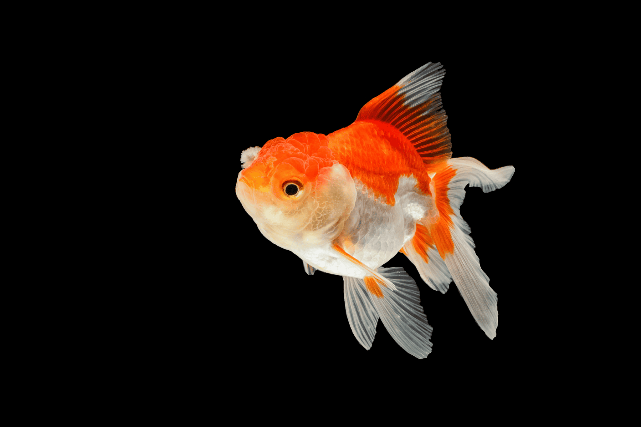 Goldfish with Big Eyes: A Comprehensive Guide to Bubble Eye Varieties ...