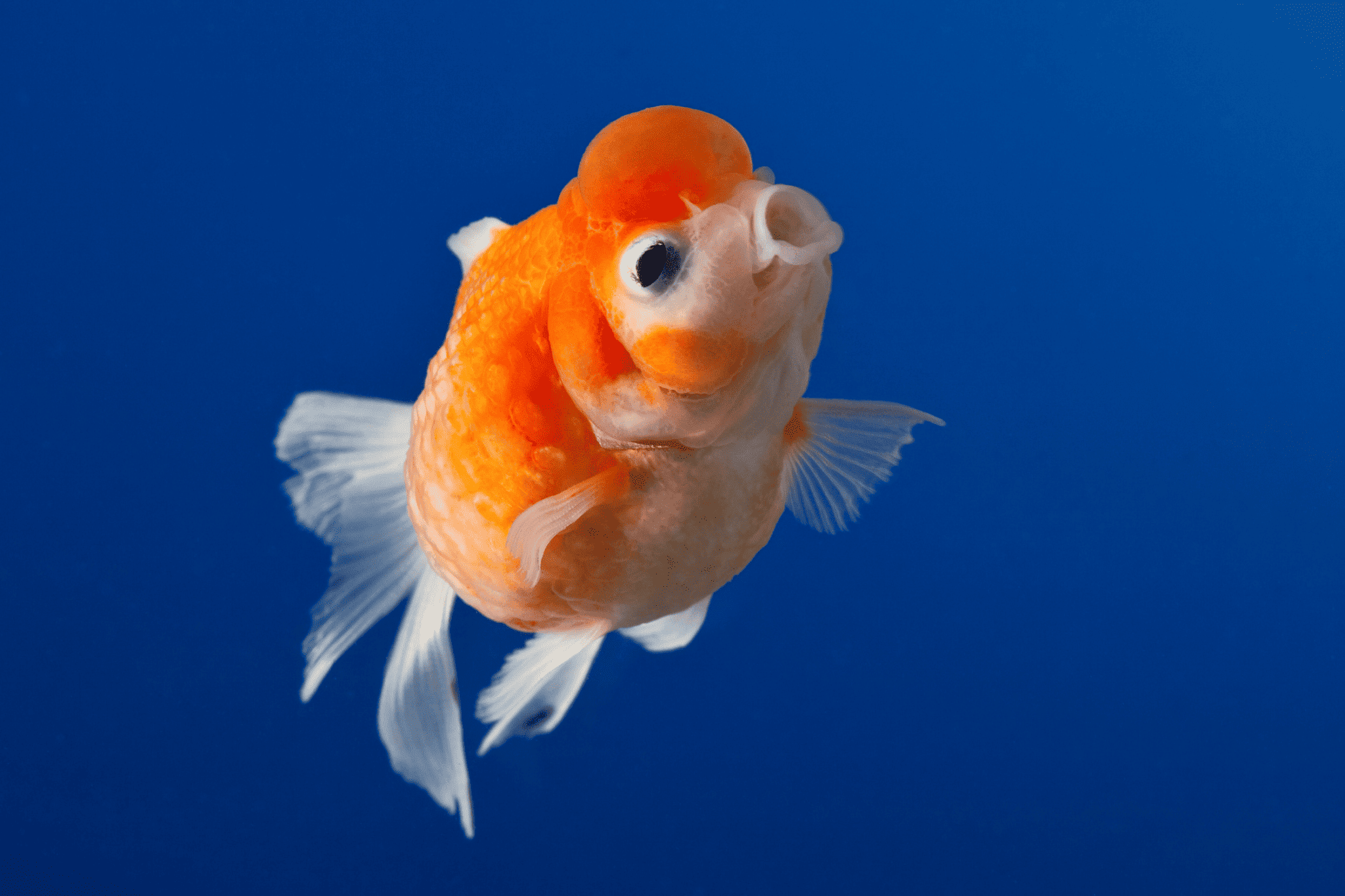Goldfish with Big Eyes: A Comprehensive Guide to Bubble Eye Varieties ...