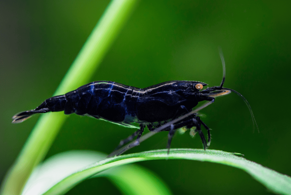 Overview of the Blue Tiger Shrimp - Memfish dot net
