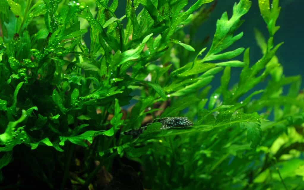 Bolbitis Heudelotii Care Sheet - Memfish dot net