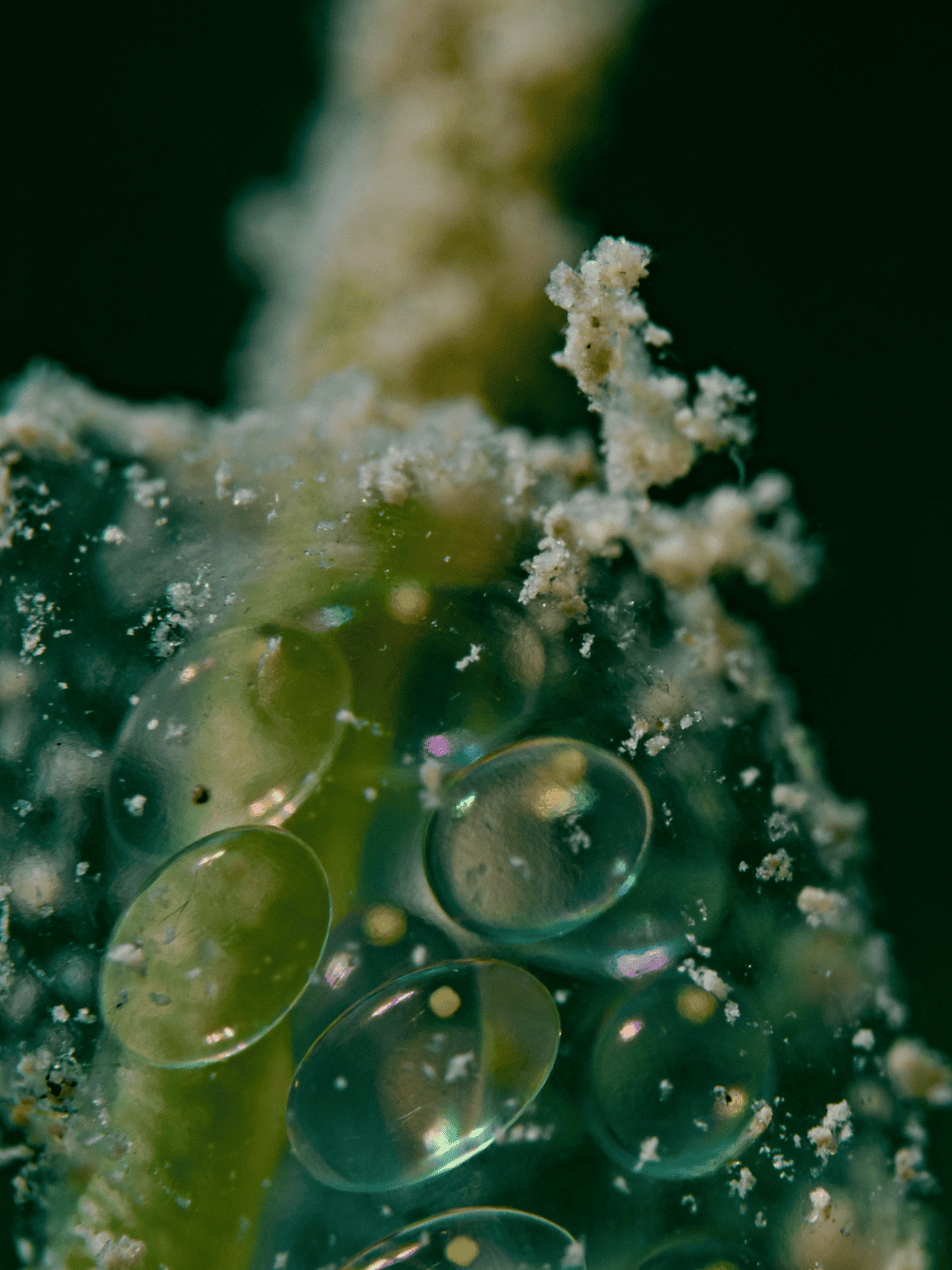 How to Identify, Prevent, and Remove Freshwater Snail Eggs - Memfish ...