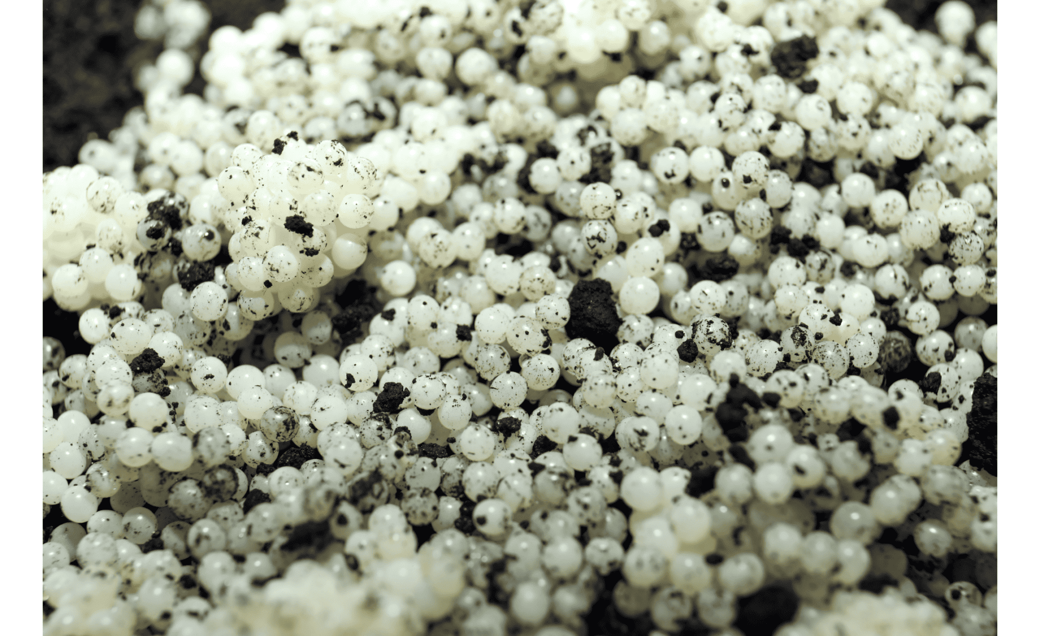 How to Identify, Prevent, and Remove Freshwater Snail Eggs - Memfish ...