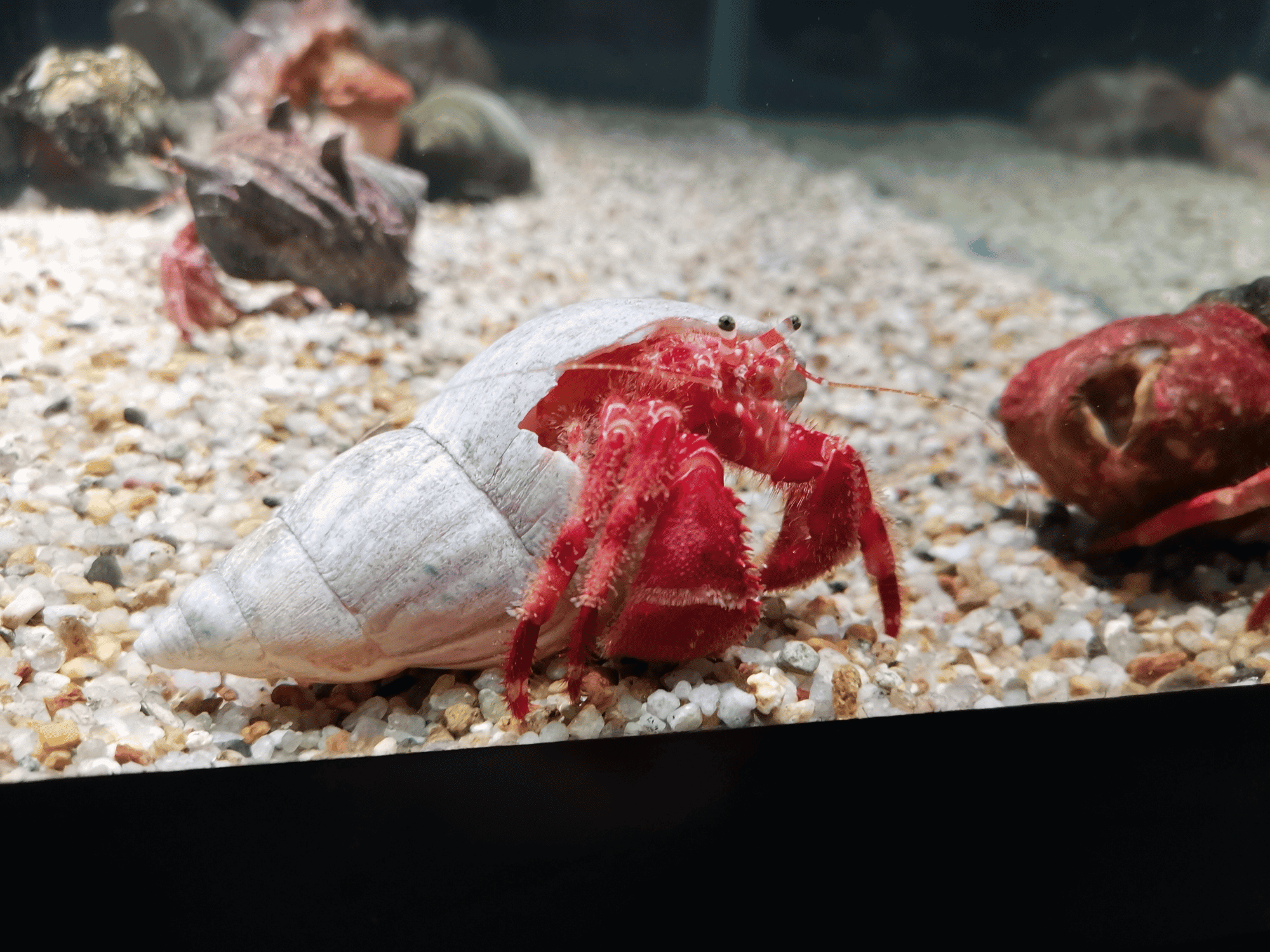 Hermit Crab Without Shell: Understanding the Naked Truth - Memfish dot net