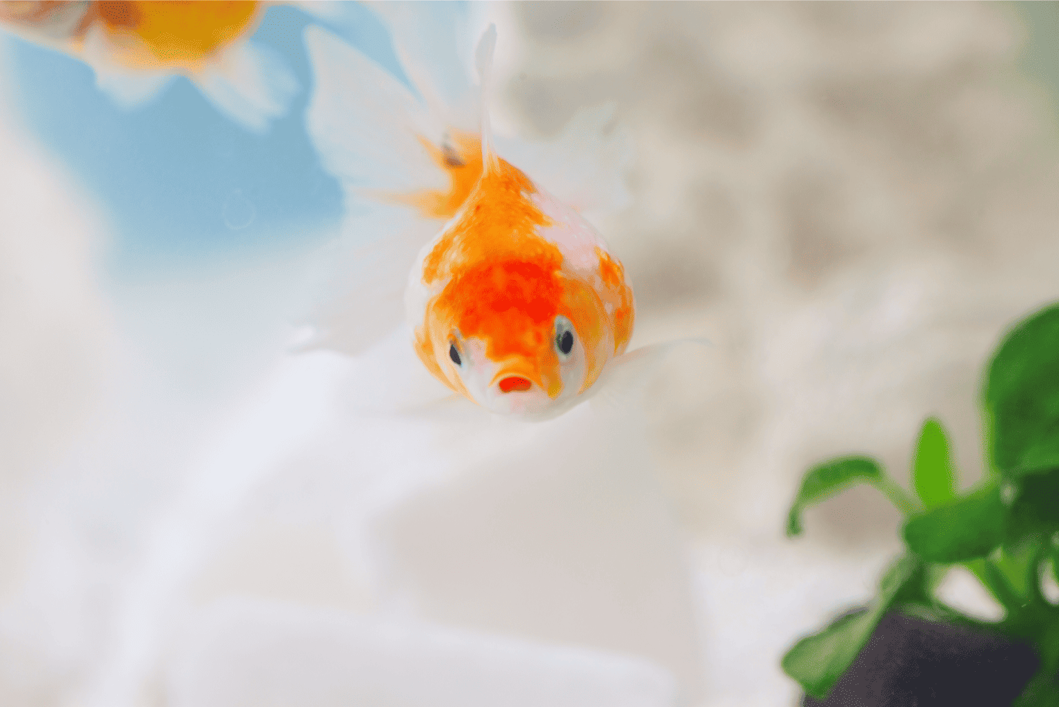 Pearlscale Goldfish: An Enchanting Addition to Your Aquarium - Memfish ...