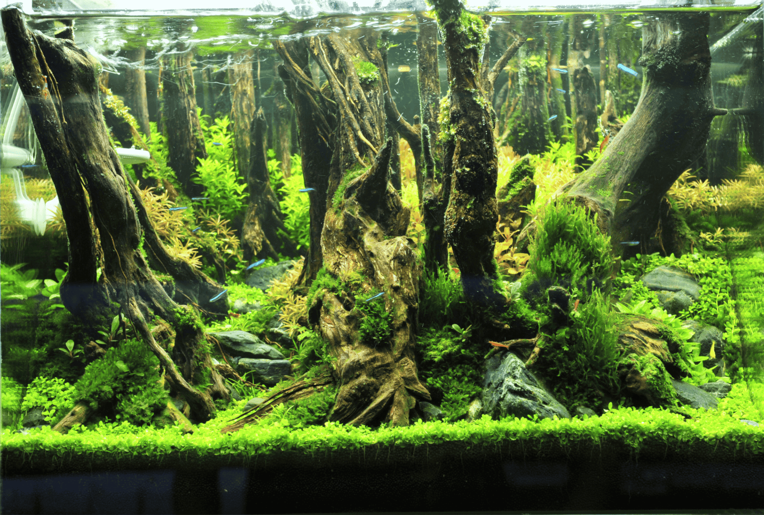 The Wonderful World of Aquarium Mosses - Memfish dot net