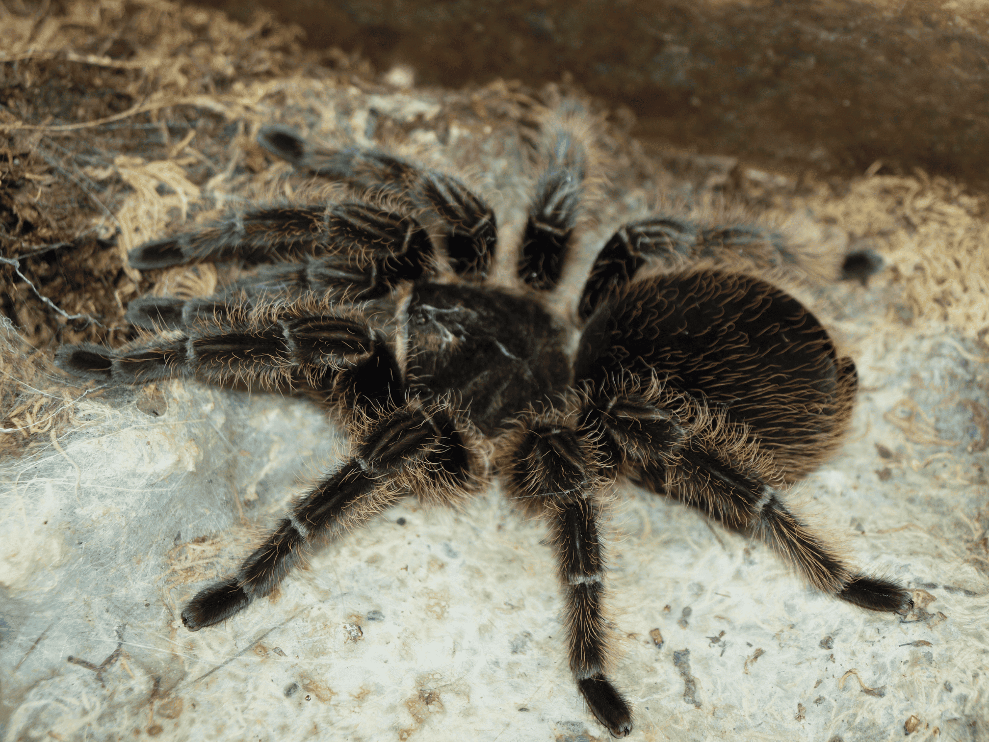 Pet Tarantula: A Comprehensive Guide for Potential Owners - Memfish dot net