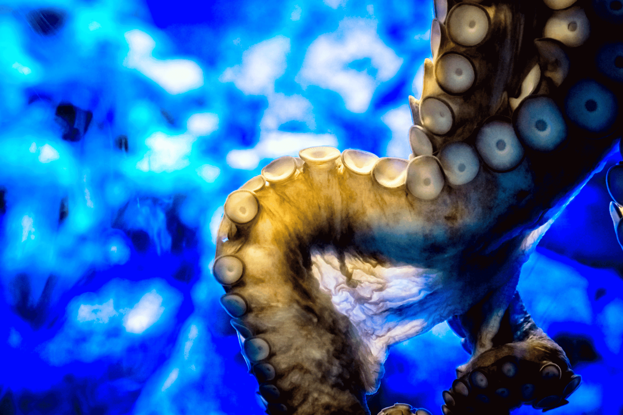 Pet Octopus Care Guide: How to Keep Your Octopus Happy and Healthy ...