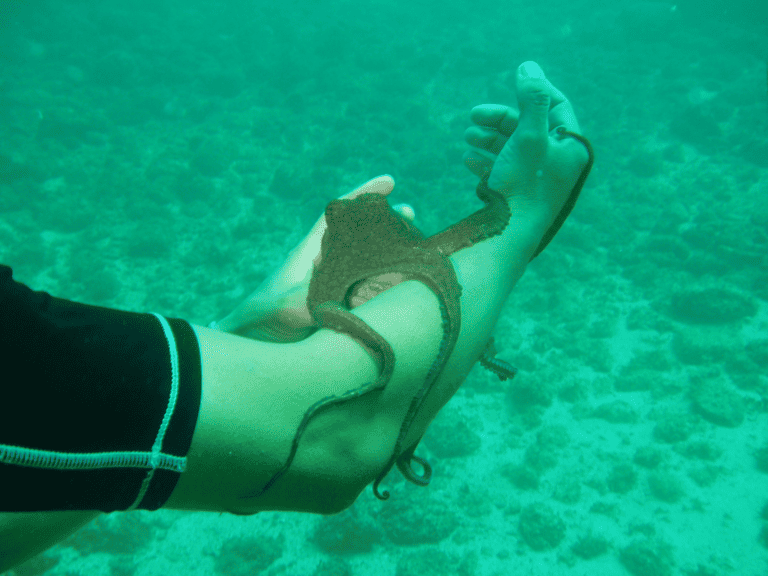 Pet Octopus Care Guide: How to Keep Your Octopus Happy and Healthy ...